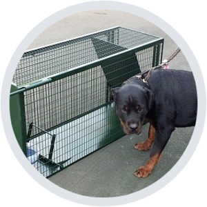 Nyestcsapda - Nyest elleni védekezés, nyestbefogás.