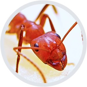 Hangyák biológiája, hangyák ellen érdekes módszerek.